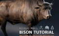 设计星素材分享平台 Gumroad - Nicholas Morel - Bison Tutorial 2020